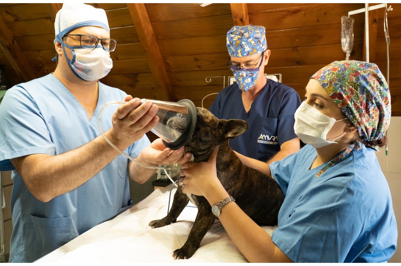 What Is The Role Of A Veterinary Technician? | Rutland Veterinary ...