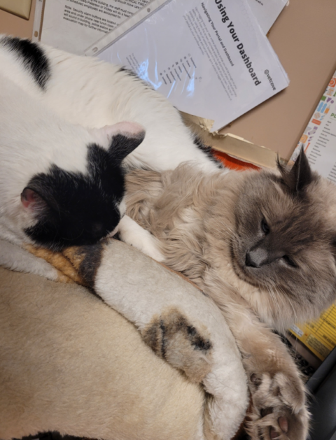 Veterinary Jobs | Rutland Veterinary Clinic & Surgical Center