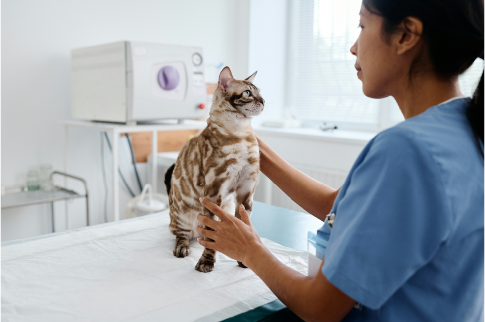 The Importance Of Annual Check-Ups For Your Cat | Rutland Veterinary ...