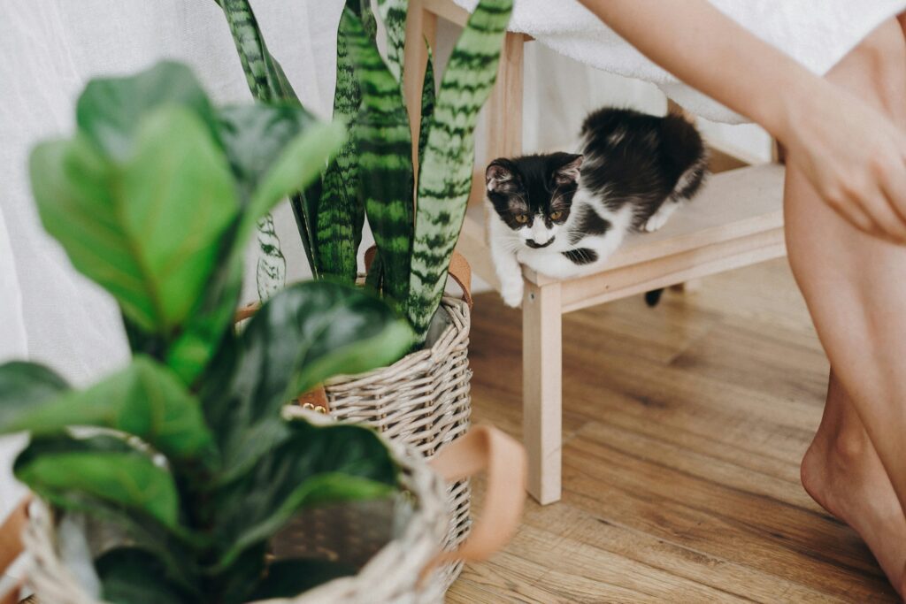Toxic To Pets: Household Dangers Every Owner Should Know | Rutland ...